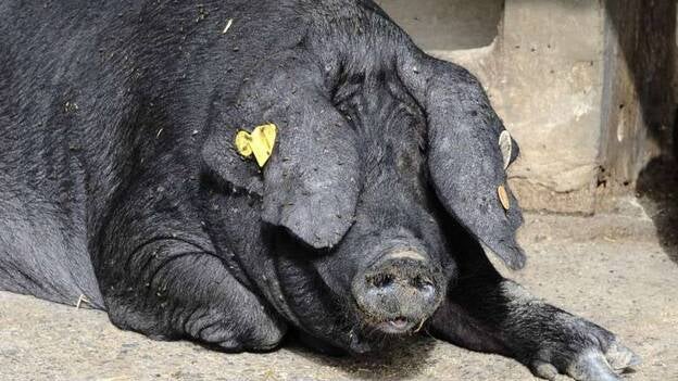 El cochino negro canario, un animal extraordinario | Canarias7