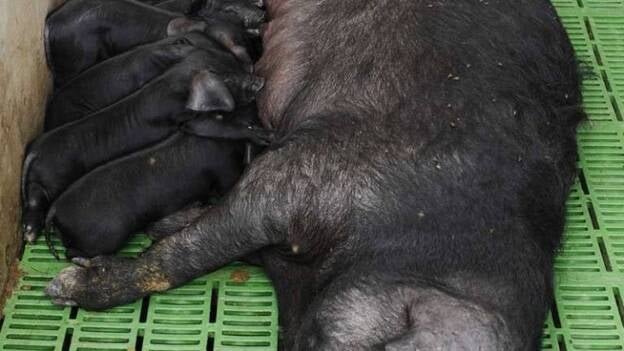 El cochino negro canario, un animal extraordinario | Canarias7