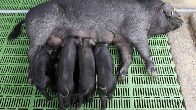 El cochino negro canario, un animal extraordinario | Canarias7