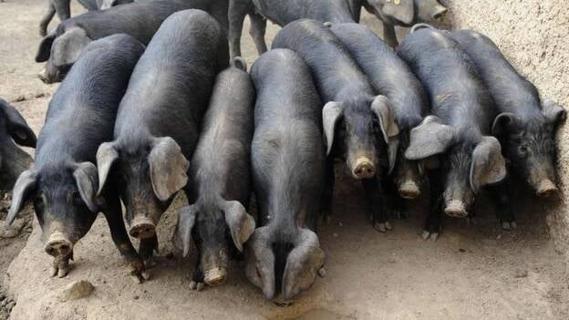 El cochino negro canario, un animal extraordinario | Canarias7