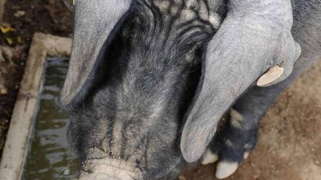 El cochino negro canario, un animal extraordinario | Canarias7