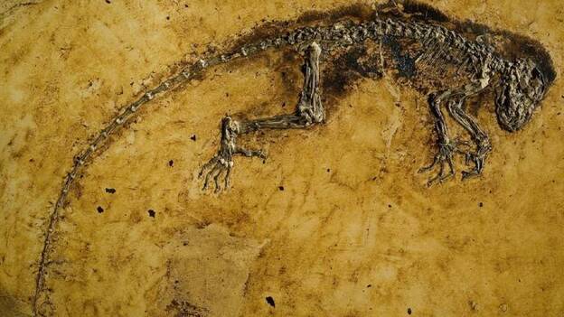 Científicos cuestionan la ascendencia del fósil antropoide más antiguo ...